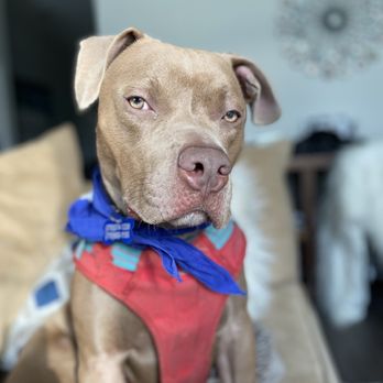 PAWS ATLANTA - Updated October 2024 - 84 Photos & 49 Reviews - 5287 ...