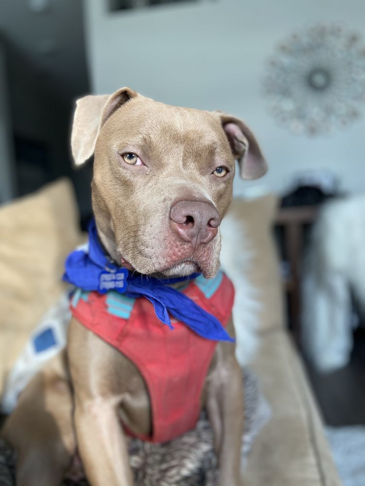 PAWS ATLANTA - 82 Photos & 46 Reviews - 5287 Covington Hwy, Decatur ...