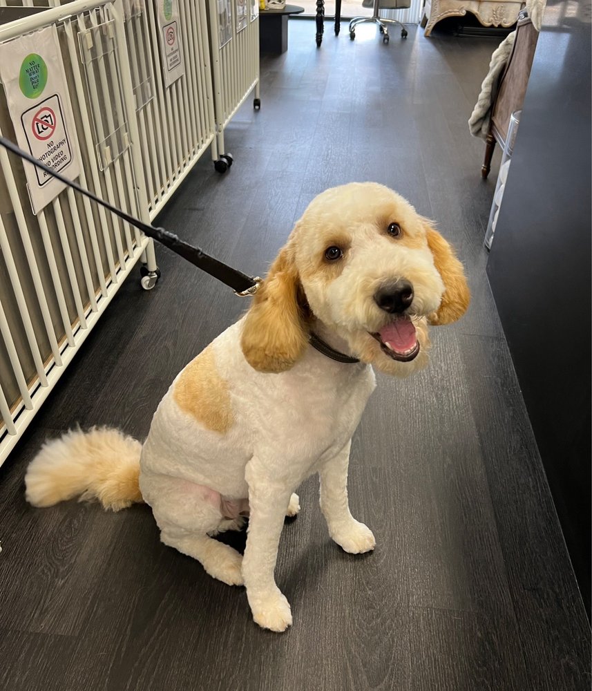 LOVE MY PUPPY - Updated July 2024 - 97 Photos & 88 Reviews - 1395 W ...