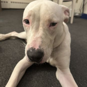 MSPCA ANGELL - Updated June 2024 - 82 Photos & 715 Reviews - 350 S ...