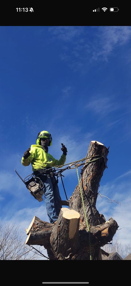 MIKES TREE SERVICE - Updated January 2026 - 13 Photos - Thornton ...