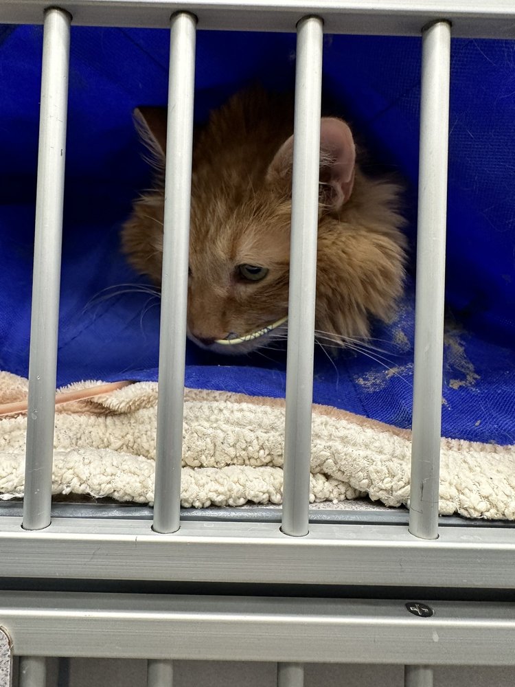 THE REGIONAL VETERINARY REFERRAL CENTER - 16 Photos & 139 Reviews ...