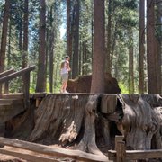 CALAVERAS BIG TREES STATE PARK - 1057 Photos & 336 Reviews - 1170 E Hwy ...