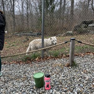 WOLF CONSERVATION CENTER - 35 Photos & 20 Reviews - 7 Buck Run, South ...