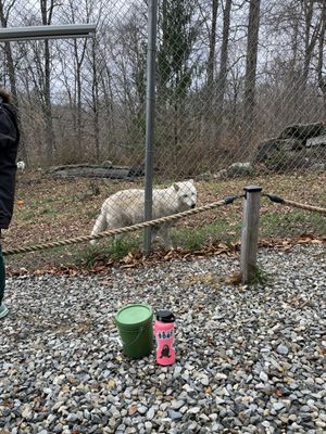 WOLF CONSERVATION CENTER - Updated April 2026 - 42 Photos & 22 Reviews ...