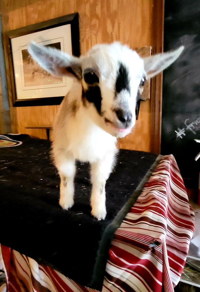 ROSE BRIDGE FARM & SANCTUARY - Updated June 2024 - 181 Photos & 68 ...