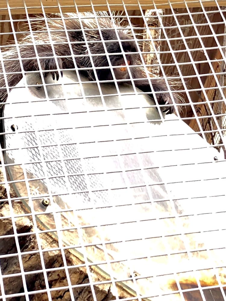 RANDALL OAKS ZOO - Updated May 2025 - 152 Photos & 39 Reviews - 1180 N ...