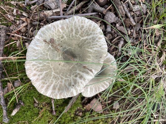 WATSESSING PARK - Updated May 2024 - 17 Photos - Bloomfield Ave ...