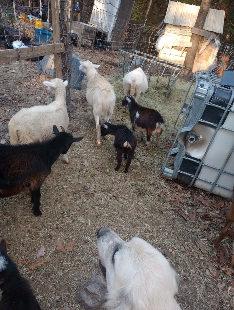 RUSTIC FARMS OF OKLAHOMA - Updated June 2024 - 65238 Hall Ridge Rd ...