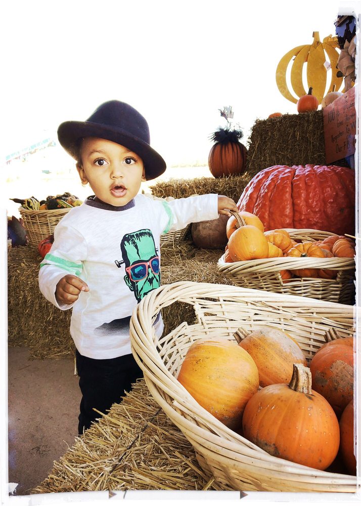 RELLEKE FARMS - 22 Photos - 473 Sand Prairie Rd, Pontoon Beach, IL - Yelp