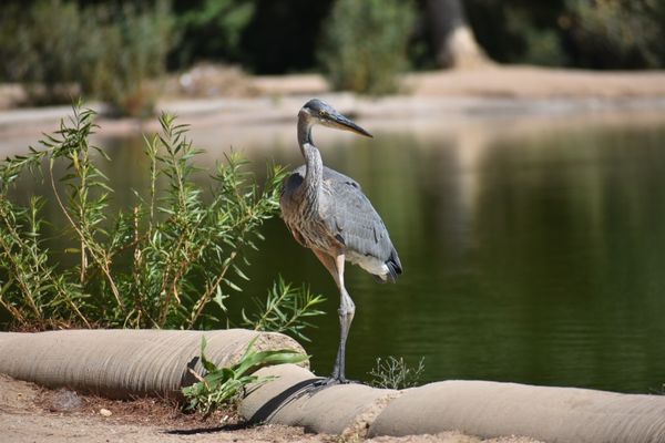 HESPERIA LAKE PARK & CAMPGROUND - Updated September 2024 - 133 Photos ...