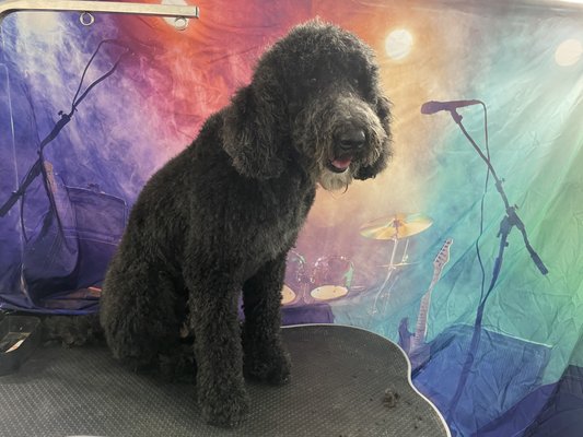 PUP ROCK GROOMING - Request an Appointment - El Paso, Texas - Pet ...