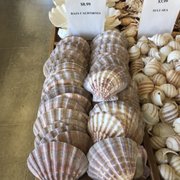 THE SHELL SHOP - 156 Photos & 111 Reviews - Arts & Crafts - 590 ...