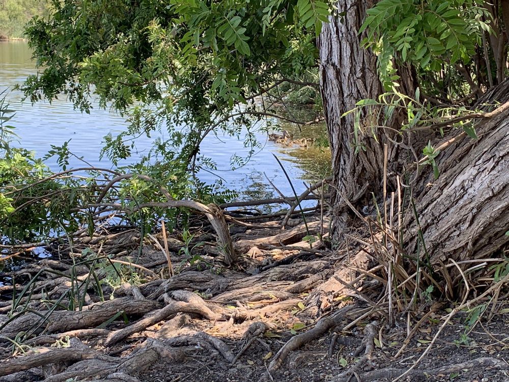 GUAJOME REGIONAL PARK - 305 Photos & 122 Reviews - Parks - 3000 Guajome ...