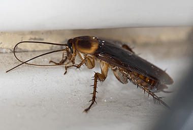 ARROW PEST CONTROL - Updated January 2026 - 15 Photos - 200-B Campus Dr ...