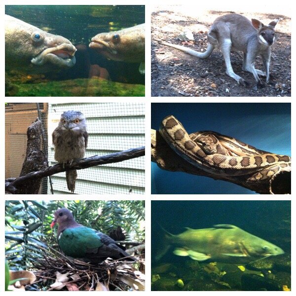 GREEN TREE FROG CAFE - Updated December 2025 - 60 Mt Nebo Rd, The Gap ...