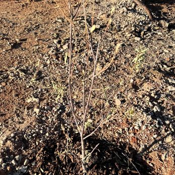 MESQUITE VALLEY GROWERS NURSERY - Updated May 2025 - 625 Photos & 237 ...