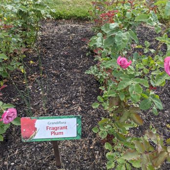 MAPLEWOOD ROSE GARDEN - Updated October 2025 - 109 Photos & 11 Reviews ...