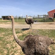 FORT CHISWELL ANIMAL PARK - 81 Photos & 22 Reviews - 569 Red Hollow Rd ...