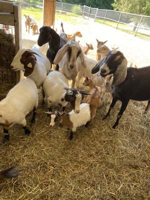 CHARMINGFARE FARM - 31 Photos & 95 Reviews - 774 High St, Candia, NH - Yelp