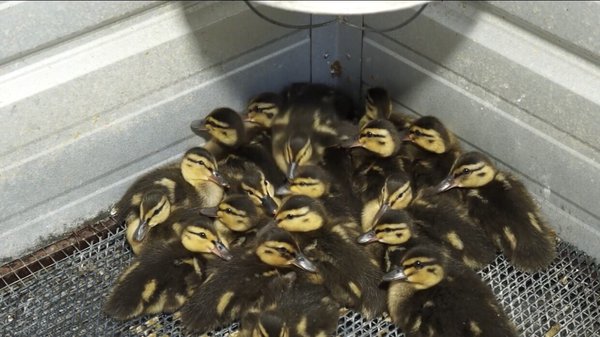 RUTH MELICHAR BIRD CENTER - ANIMALS IN DISTRESS ASSOCIATION - Updated ...