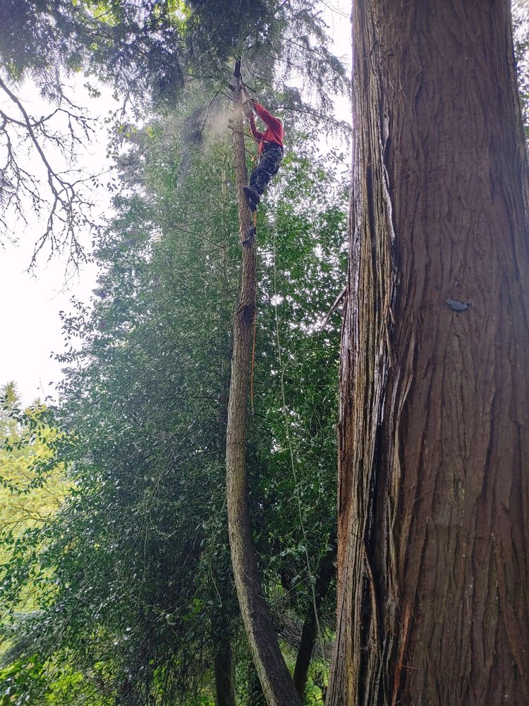 BUSHMAN TREE - Updated August 2024 - 13 Photos - Enumclaw, Washington ...