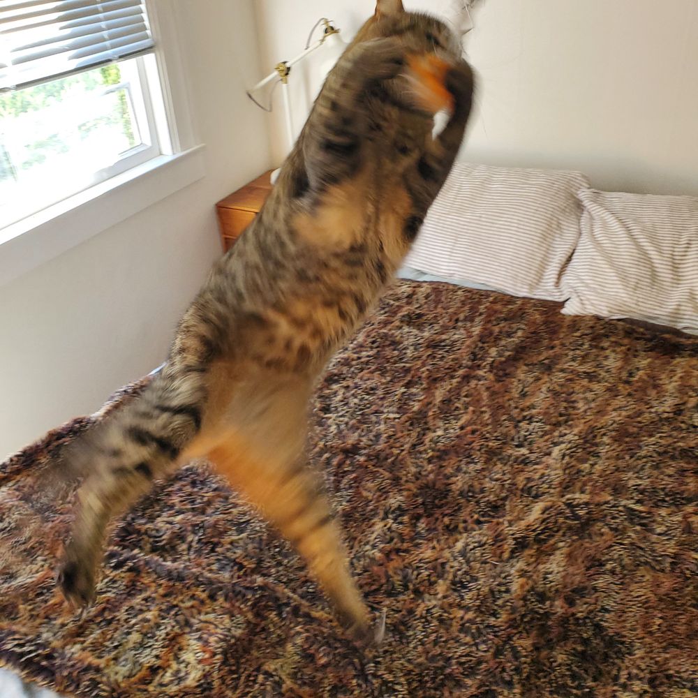 BARB’S CATS AND DOGS - Updated October 2025 - 27 Photos - 1540 Jackson ...