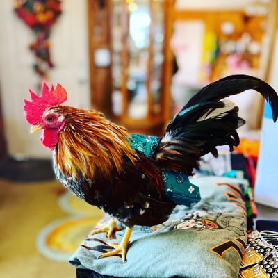 THE HIPPIE CHICKEN - Updated January 2026 - 62 Photos & 17 Reviews ...