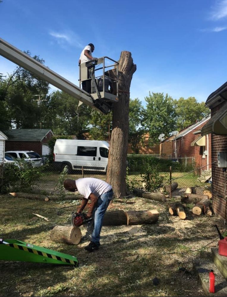 KING CUT TREE SERVICE - Detroit, Michigan - Tree Services - Phone ...