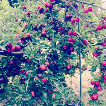 WILKENS FRUIT AND FIR FARM - Updated May 2025 - 350 Photos & 193 ...