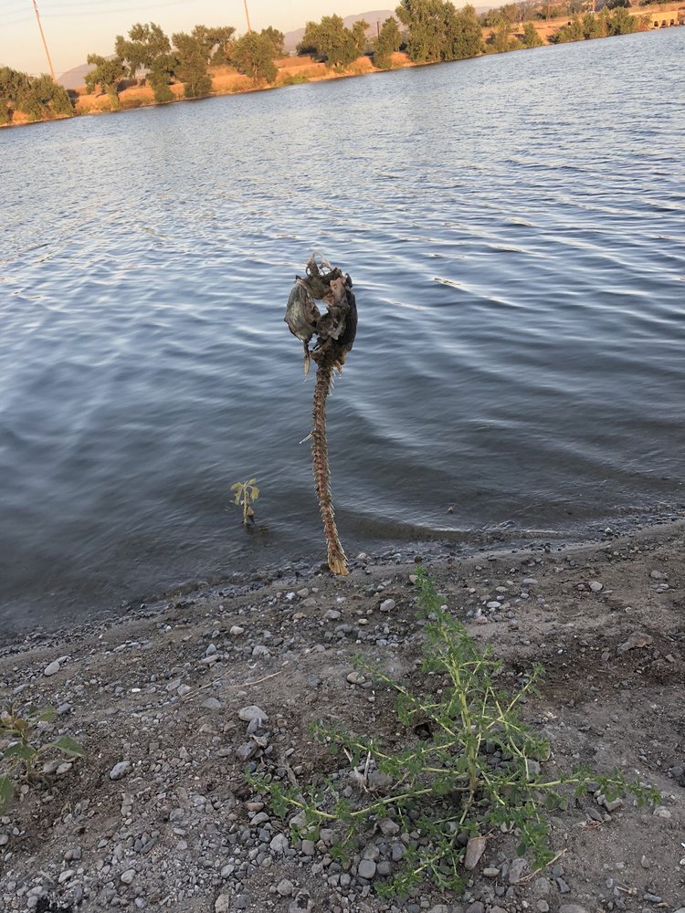 SANTA ANA RIVER LAKES - 155 Photos & 267 Reviews - 4060 E La Palma Ave ...