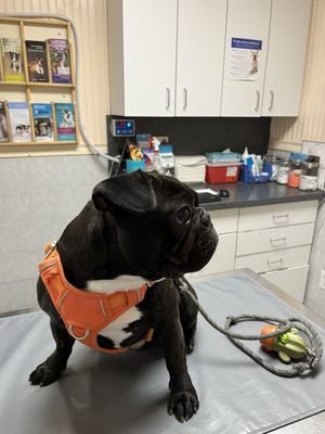 LEFFERTS ANIMAL HOSPITAL - Updated December 2025 - 78 Photos & 178 ...