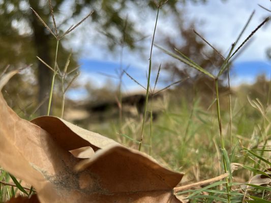 THE WILDLANDS CONSERVANCY’S WIND WOLVES PRESERVE - Updated August 2024 ...