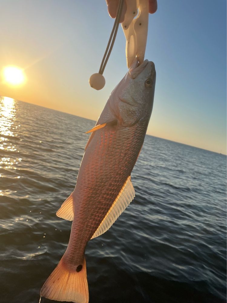 FISH & ECO TOURS - Updated July 2025 - 11 Photos - Port St. Joe ...