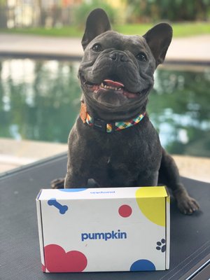 PUMPKIN PET INSURANCE - Updated November 2024 - 41 Photos & 100 Reviews ...