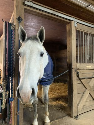 TOP FLIGHT STABLES - Updated July 2024 - 34 Photos - 1608 Wildlife Dr ...