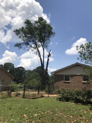 OAK TREE SERVICE - Updated August 2025 - 27 Photos & 11 Reviews ...