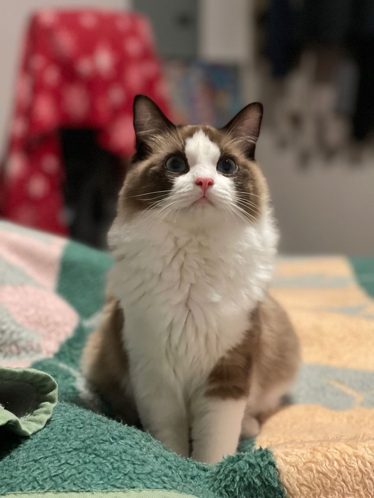 FAIRYTALE RAGDOLL BY I-ANGEL - Updated September 2025 - 120 Photos & 40 ...