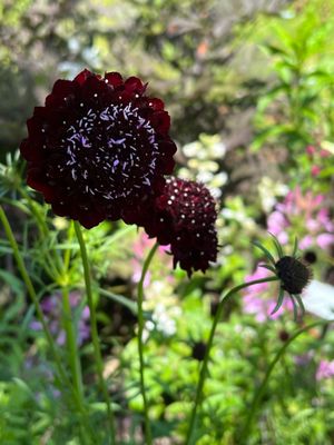 THUYA GARDEN AND LODGE - Updated April 2025 - 37 Photos & 14 Reviews ...