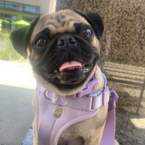 DIRK BUTCHKO PRO VET - 102 Photos & 246 Reviews - 4375 Van Buren Blvd ...