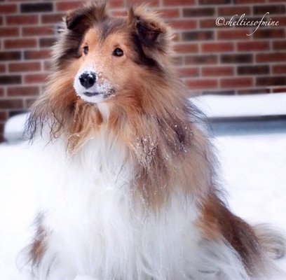 TORONTO VETERINARY EMERGENCY HOSPITAL - Updated November 2025 - 21 ...