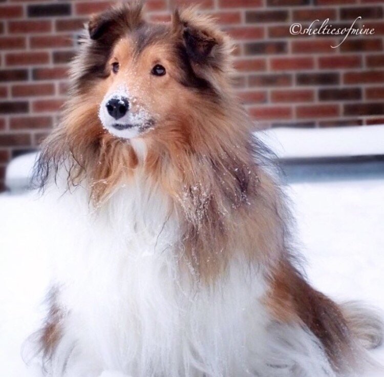 TORONTO VETERINARY EMERGENCY HOSPITAL - Updated January 2026 - 21 ...