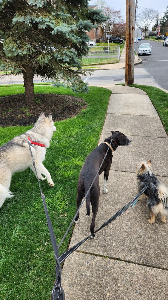 HIGH PAW CLUB - Updated May 2025 - 193 Berkley Ave, Lansdowne ...