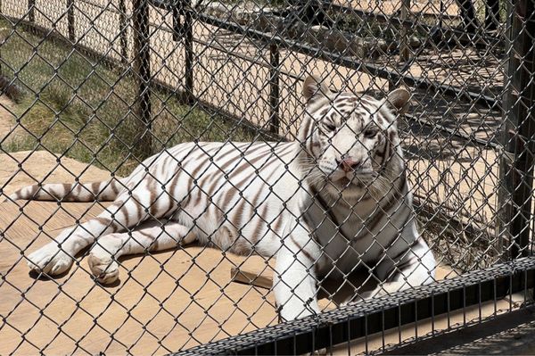 AUSTIN ZOO - Updated May 2024 - 807 Photos & 451 Reviews - 10808 ...