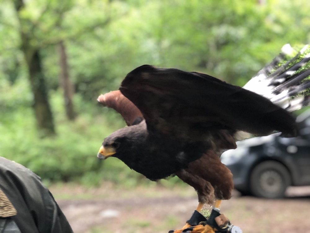 KILLARNEY FALCONRY - Updated June 2024 - 25 Photos & 12 Reviews ...