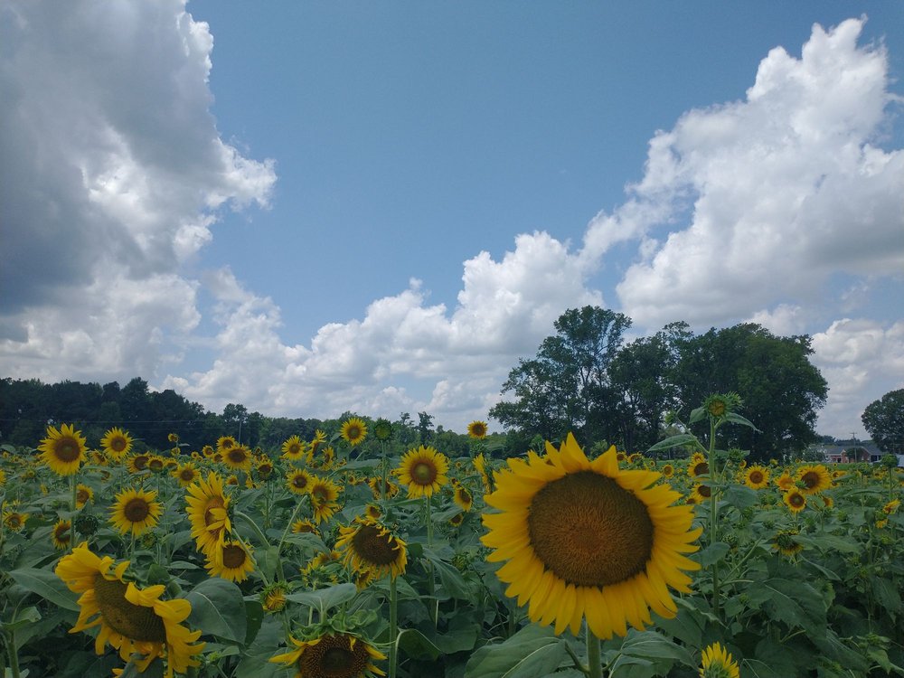 COLLIN’S PRODUCE AND FLOWER FARM - Updated April 2025 - 5806 E Blalock ...