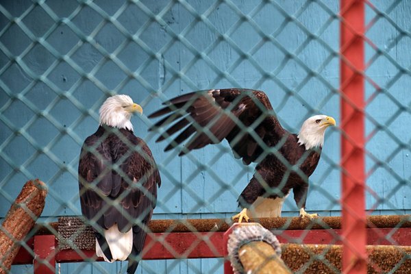 RAPTOR TRUST - Updated April 2025 - 53 Photos & 36 Reviews - 1390 ...