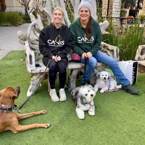 KEVIN THE DOG TRAINER - Updated June 2024 - 14 Reviews - 10810 Palms ...