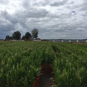 THIES FARM & GREENHOUSES - Updated June 2024 - 33 Photos & 16 Reviews ...