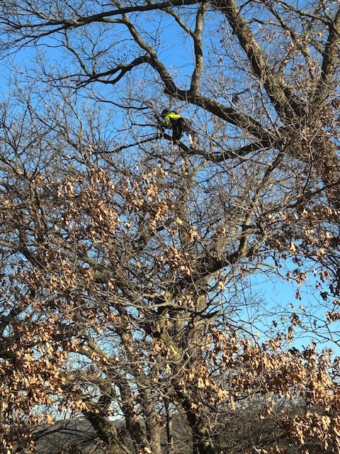 ARBORWISE TREE MANAGEMENT - Updated September 2025 - Rochester ...